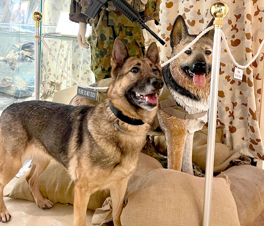 RAAF staff with their military dogs